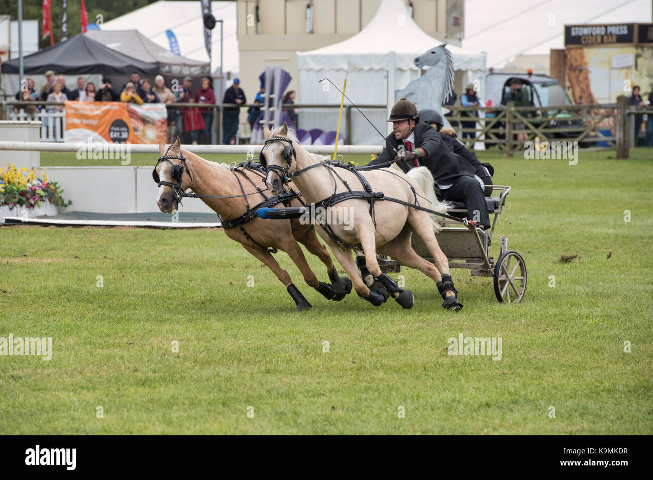 Double Harness Scurry Driving. Scurry driving in the main arena at The ...