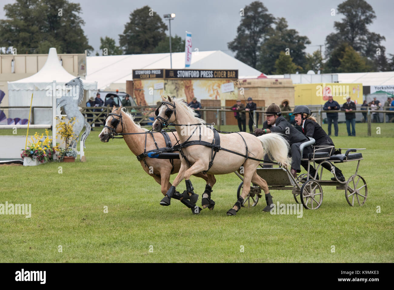 Double Harness Scurry Driving. Scurry driving in the main arena at The ...