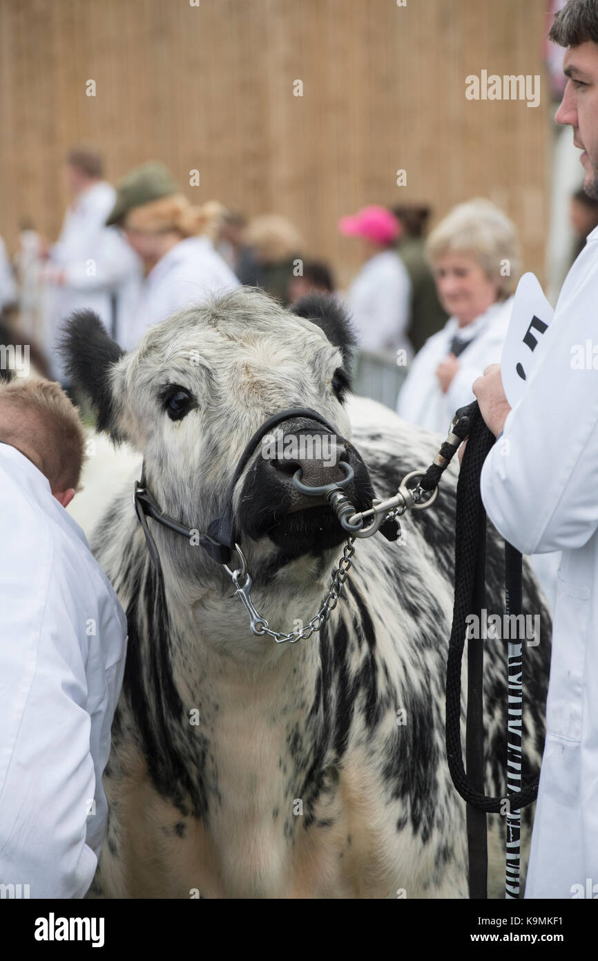 Black park country park berkshire hi-res stock photography and images ...