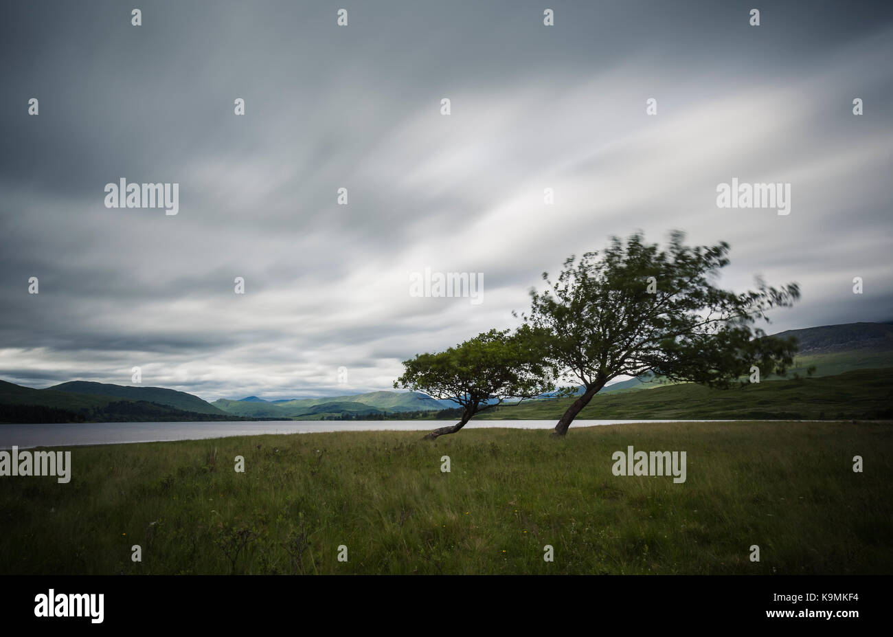 UK, Scotland, tilted trees at Trossachs National Park Stock Photo - Alamy