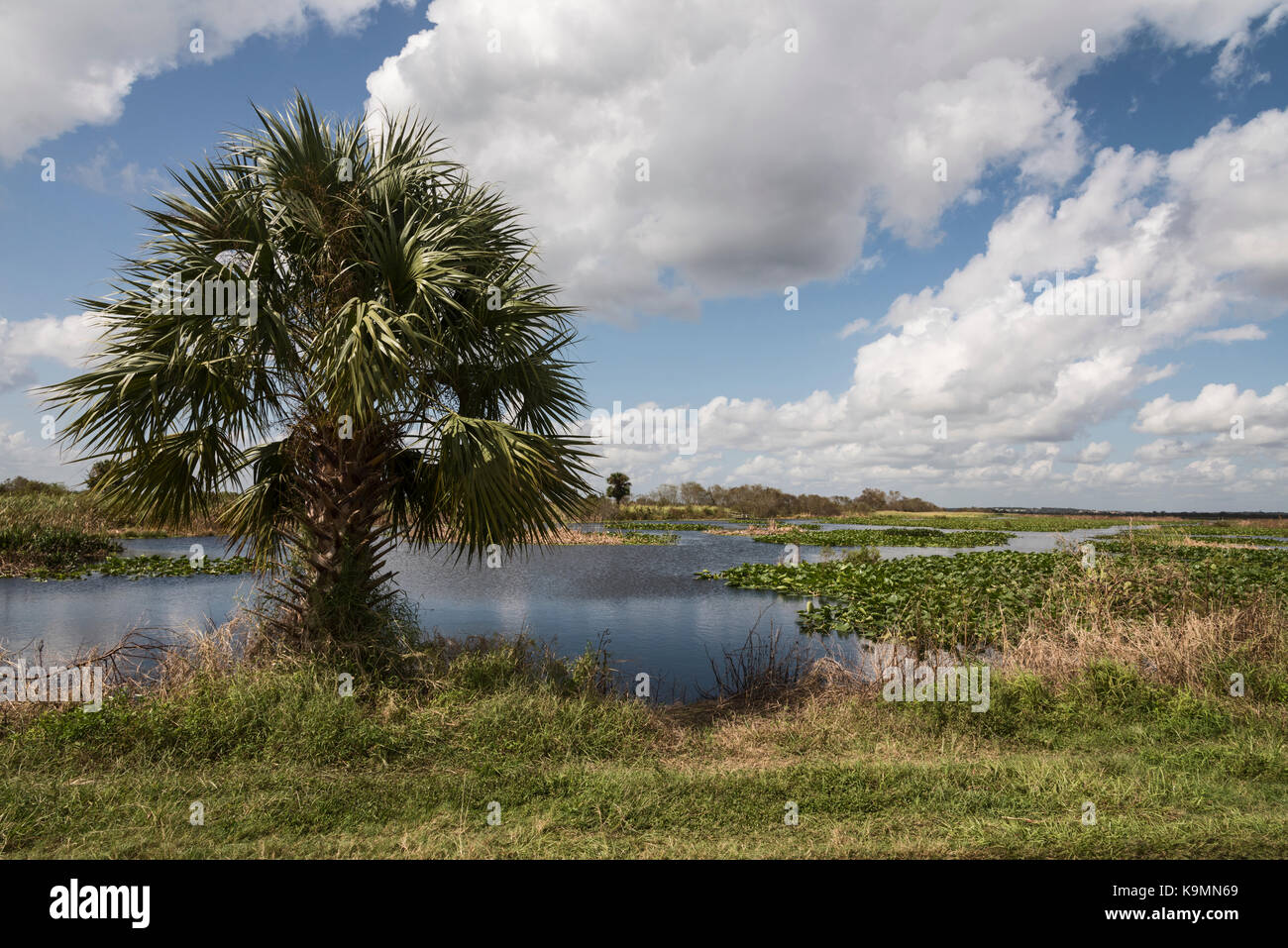 The Emeralda Marsh Conservation Area in Leesburg, Florida Stock Photo ...