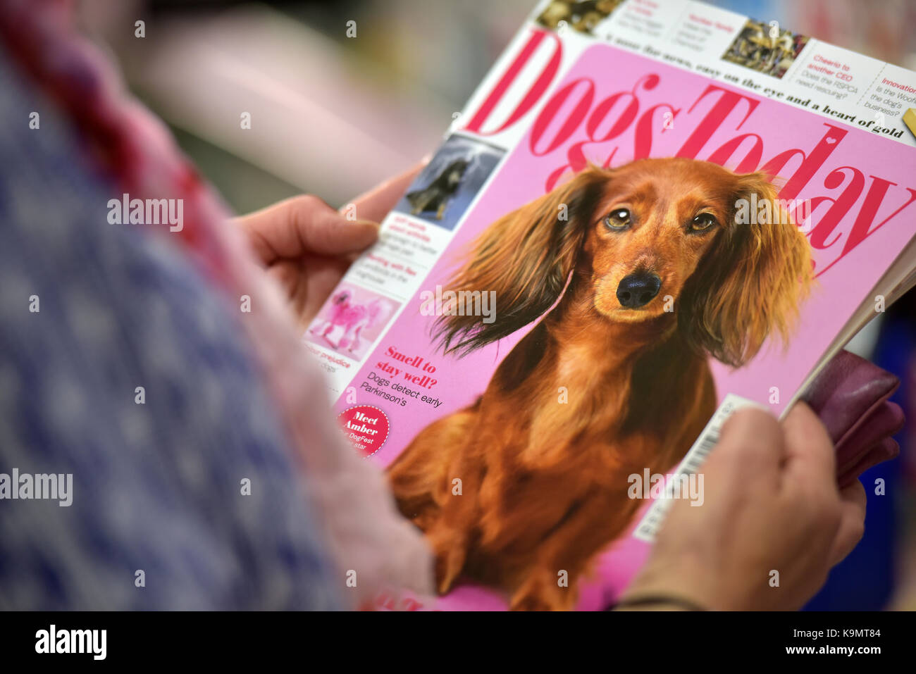 a lady or woman reading a dogs or pets magazine in a newsagents shop ...