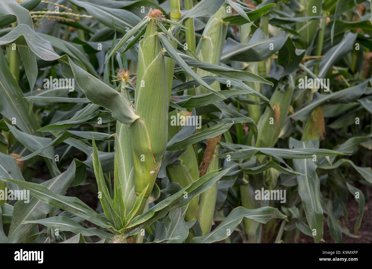 Organic corn for market Stock Photo - Alamy