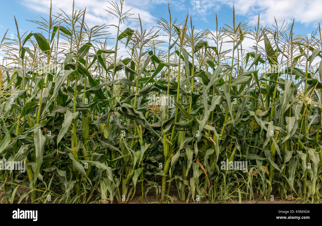 Organic corn for market Stock Photo - Alamy