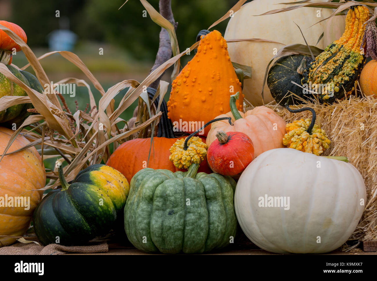 Pumpkin and fancy squash display Stock Photo - Alamy