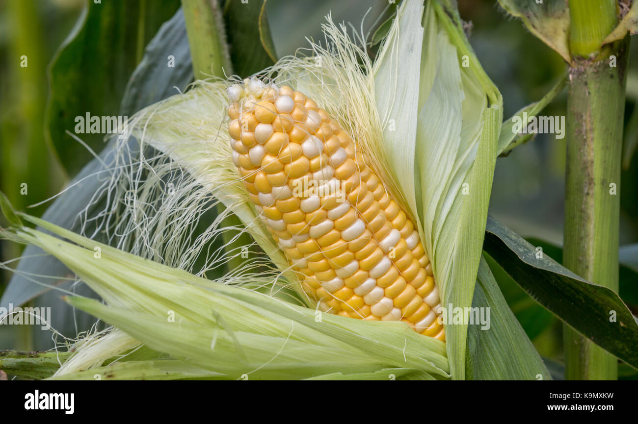 Organic corn for market Stock Photo - Alamy