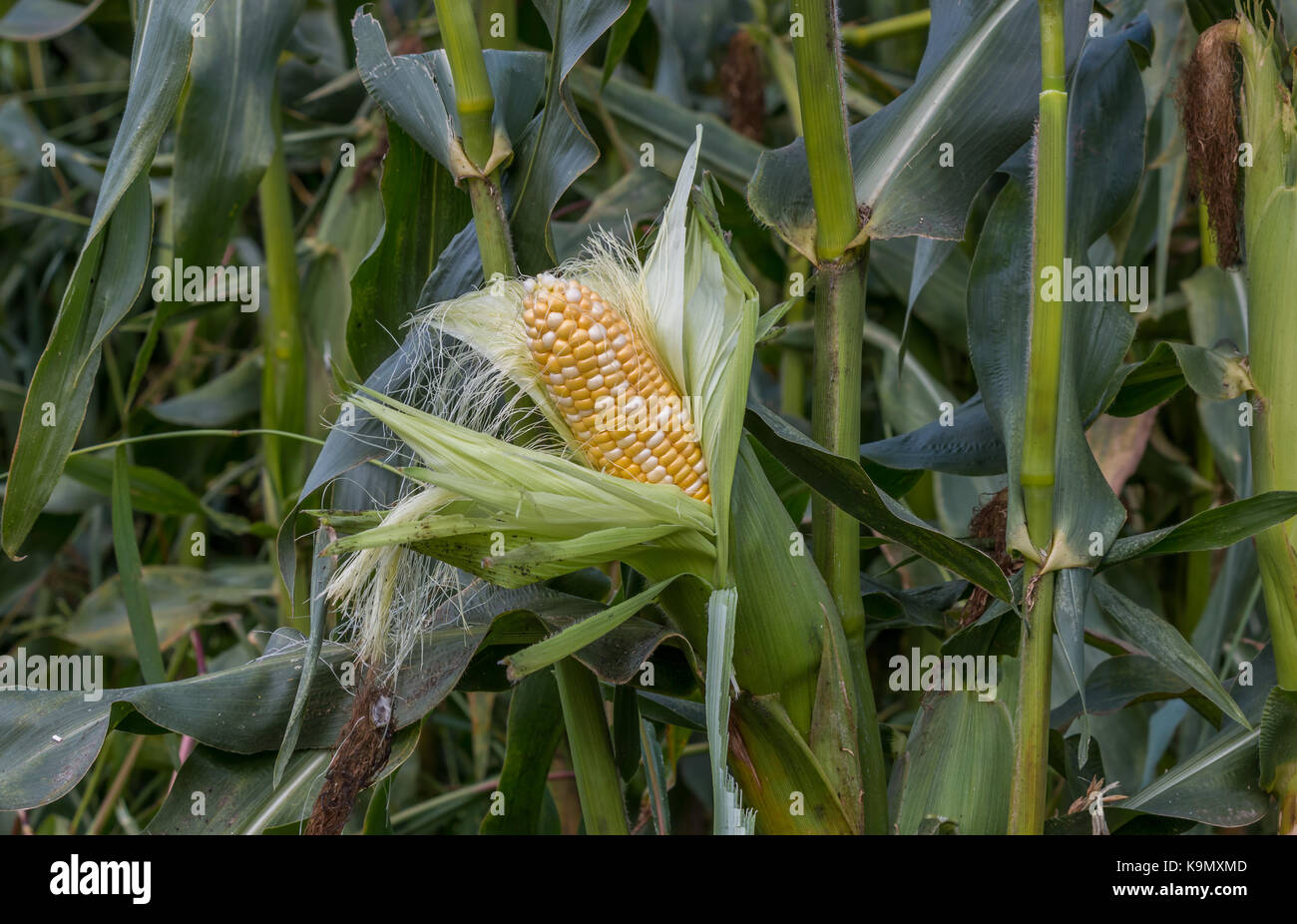 Market garden crop hi-res stock photography and images - Alamy