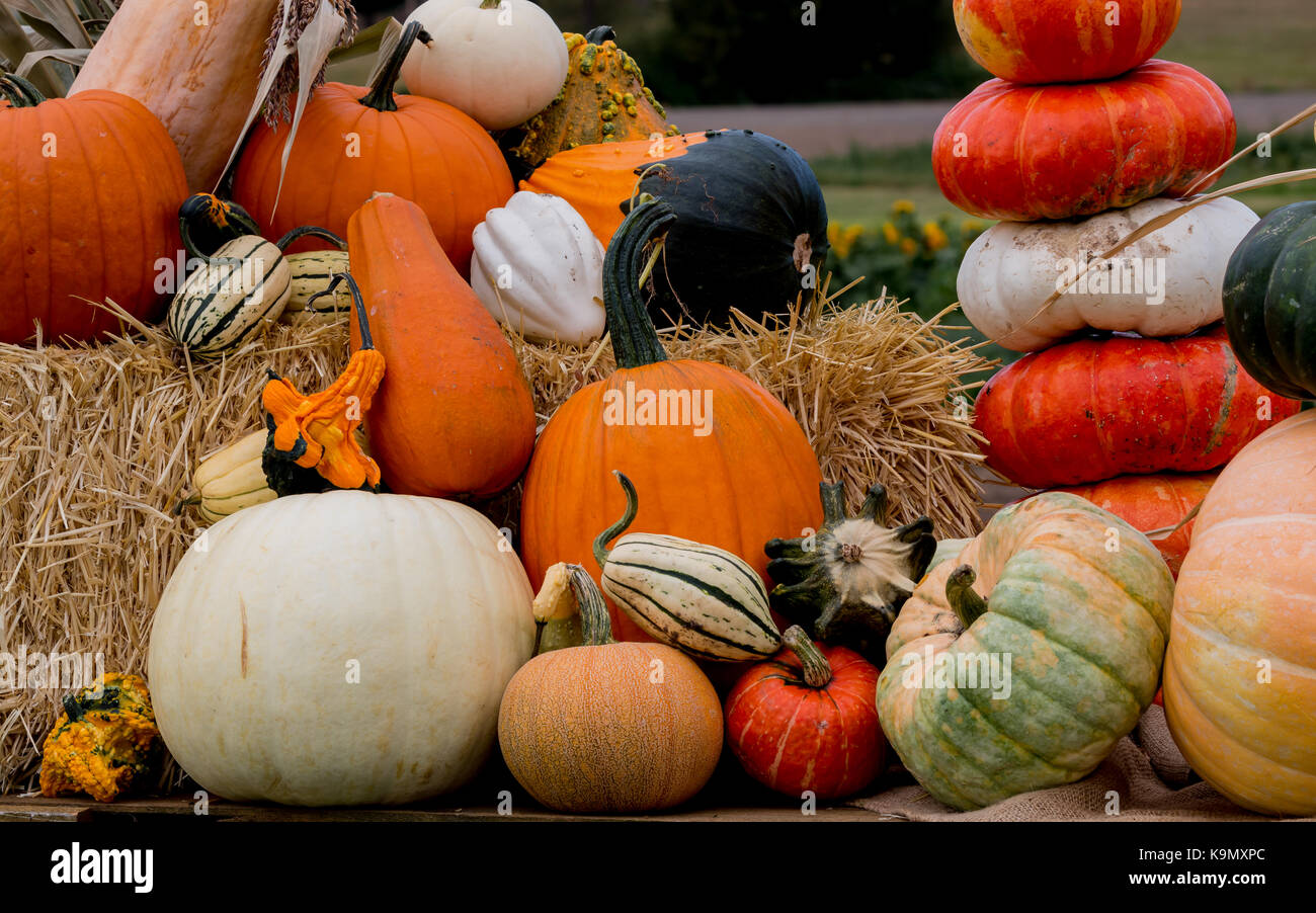 Pumpkin and fancy squash display Stock Photo - Alamy