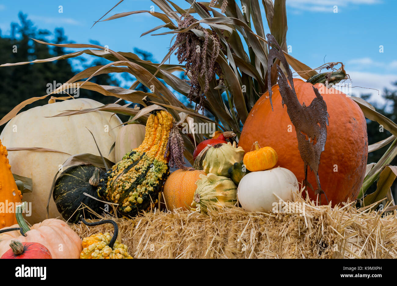 Pumpkin and fancy squash display Stock Photo - Alamy