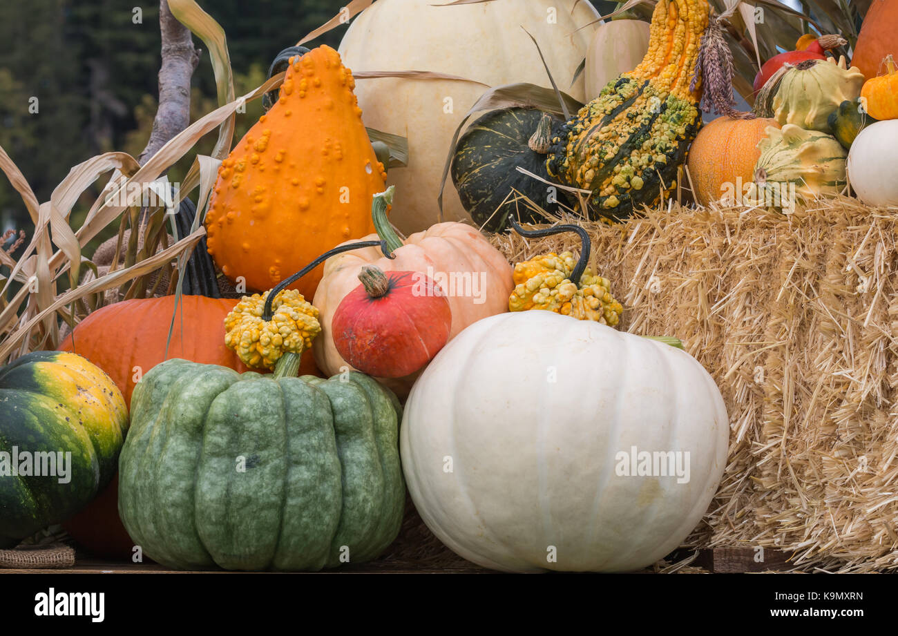 Pumpkin and fancy squash display Stock Photo - Alamy