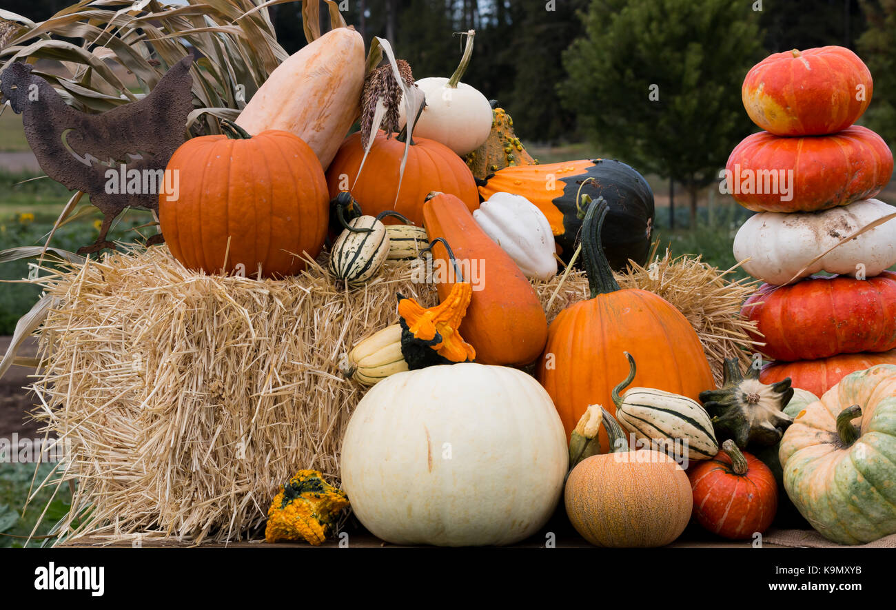 Pumpkin and fancy squash display Stock Photo - Alamy