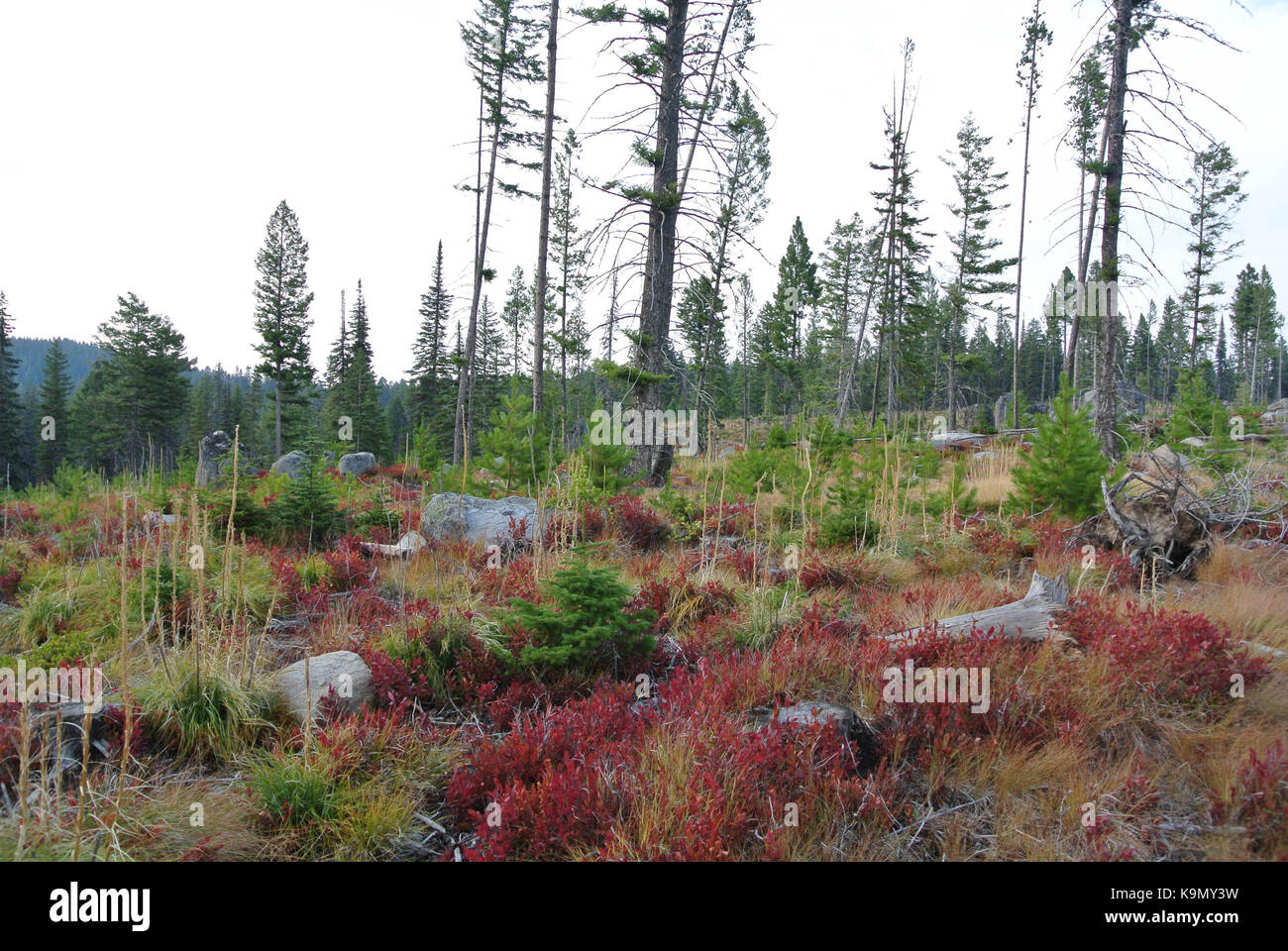 Fall colors in Montana Stock Photo - Alamy
