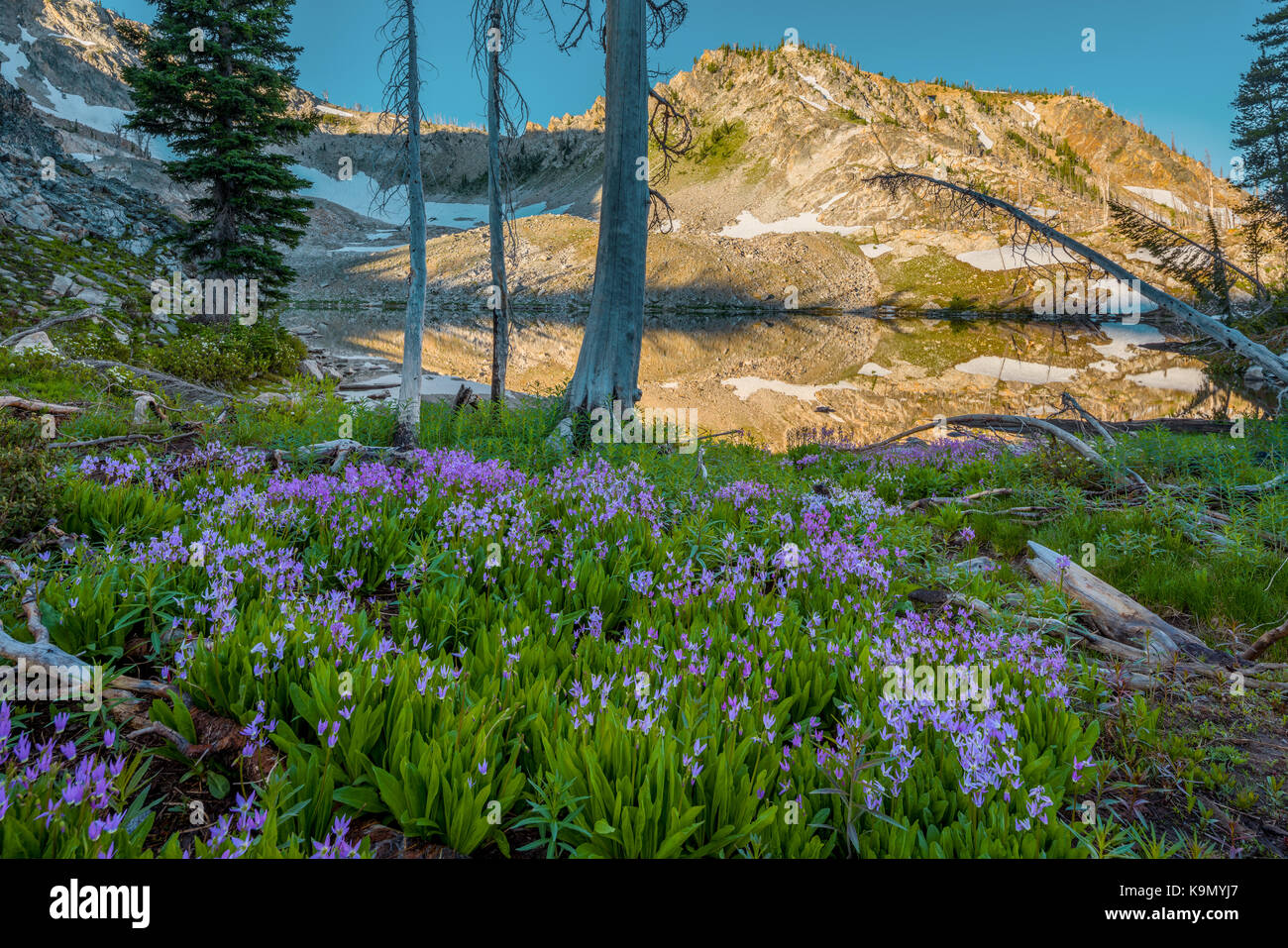 Sawtooth idaho wildflowers hi-res stock photography and images - Alamy