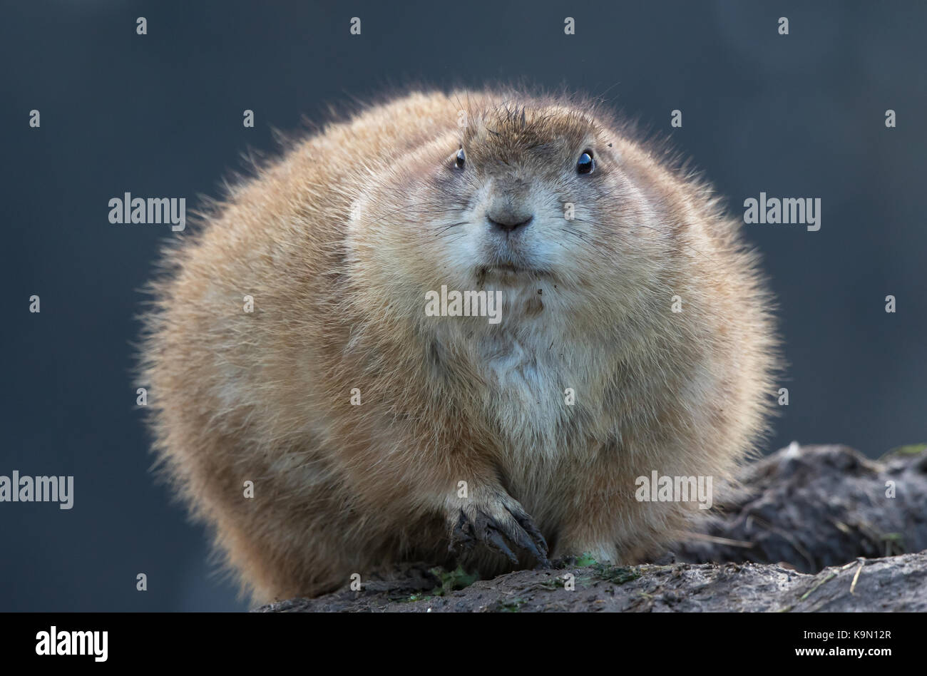 Front close up of black-tailed prairie dog (Cynomys) isolated outdoors ...