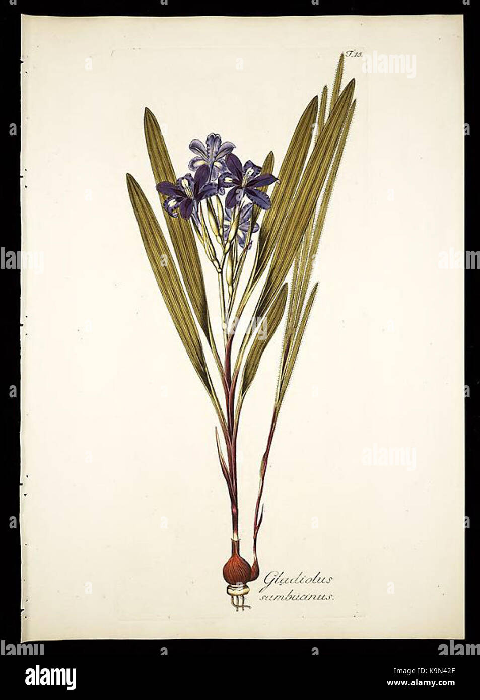 Plantarum rariorum horti caesarei Schoenbrunnensis descriptiones et ...