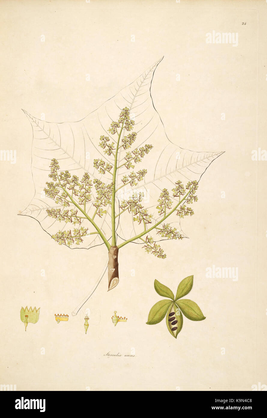Plants of the coast of Coromandel (Plate 24) BHL280104 Stock Photo - Alamy