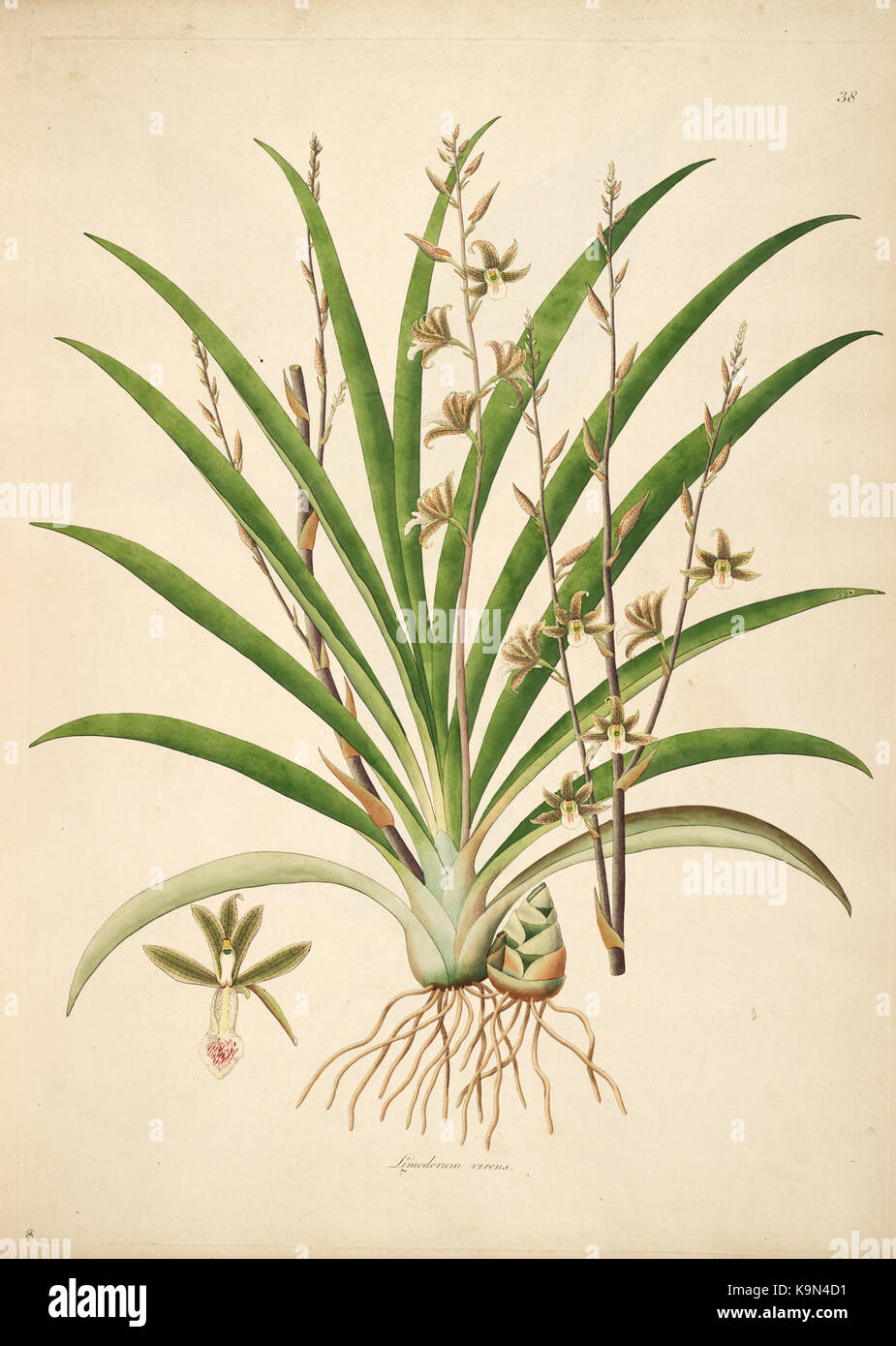 Plants of the coast of Coromandel (Plate 38) BHL280132 Stock Photo - Alamy