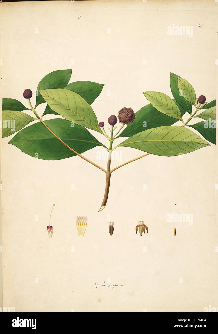 Plants of the coast of Coromandel (Plate 54) BHL280164 Stock Photo - Alamy