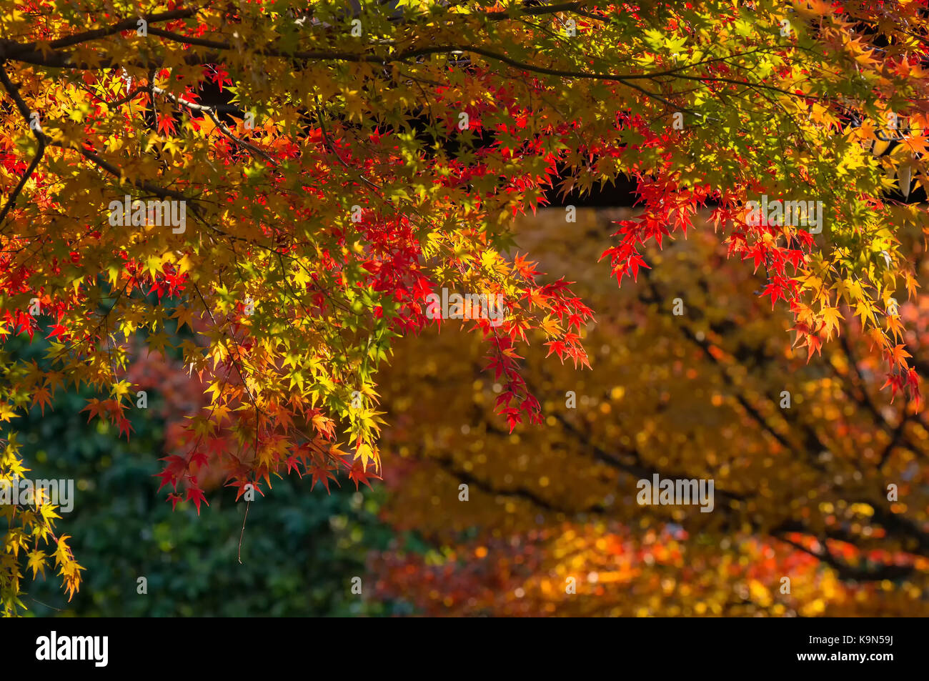 beautiful maple tree with colorful autumn leaves Stock Photo - Alamy