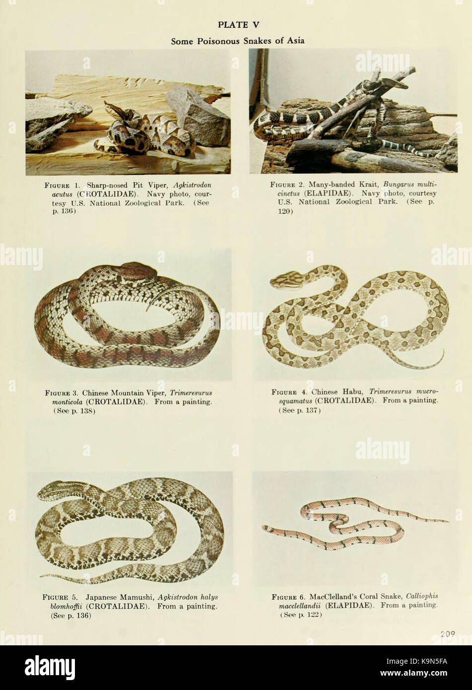 Most poisonous snakes of the world hi-res stock photography and images ...