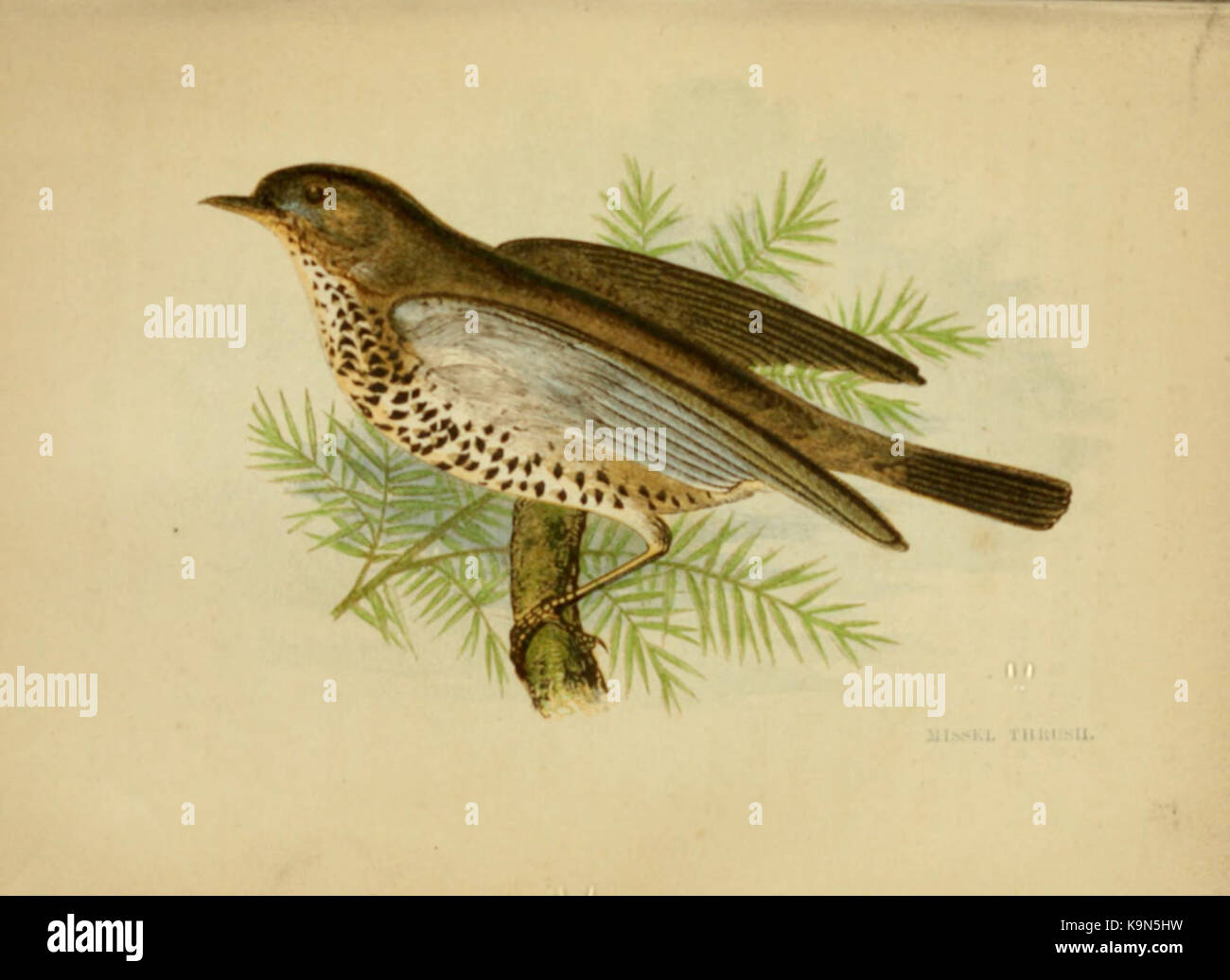 Artistic depiction birds native hi-res stock photography and images - Alamy