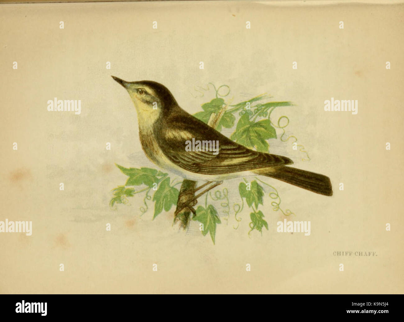 Native songs hi-res stock photography and images - Alamy