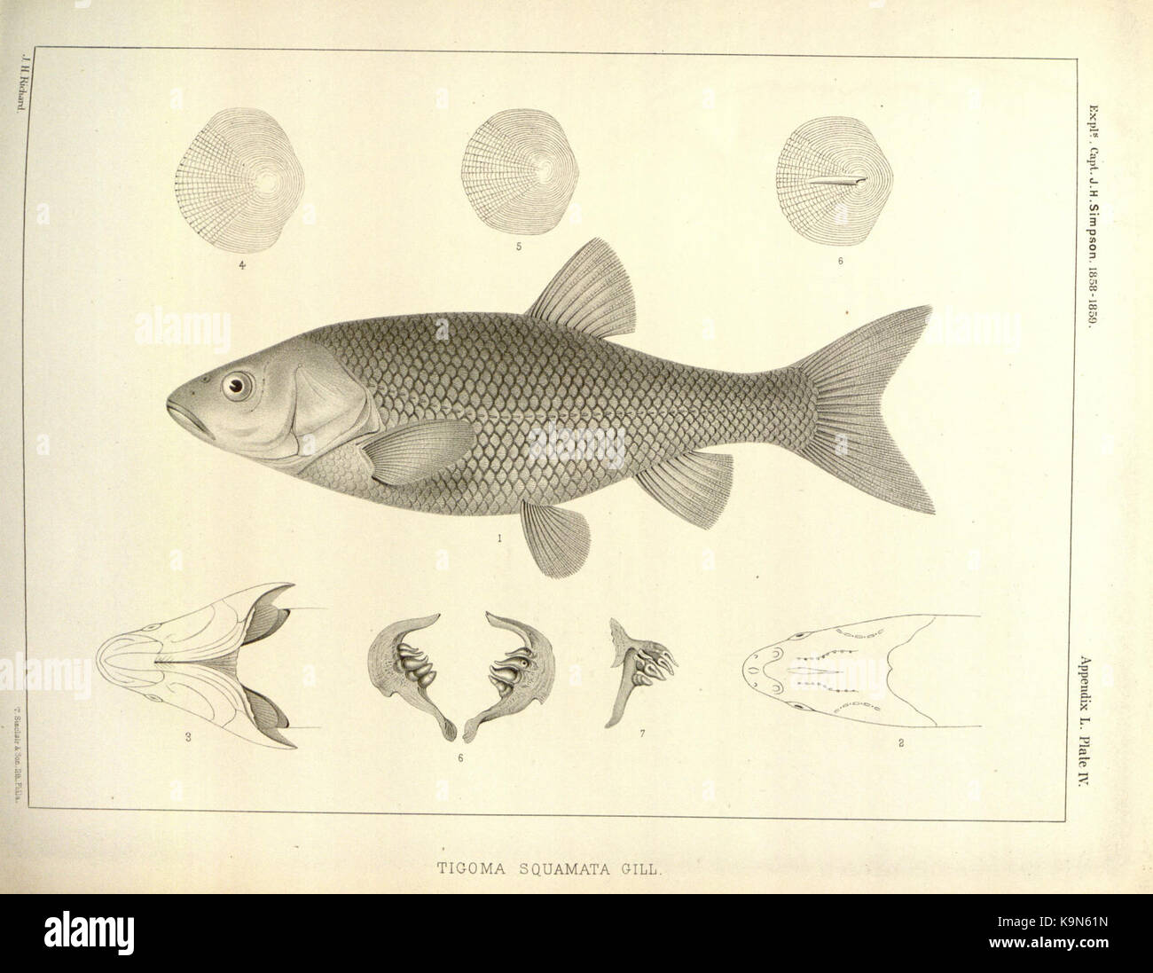 Report of explorations across the great basin of the territory of Utah ...