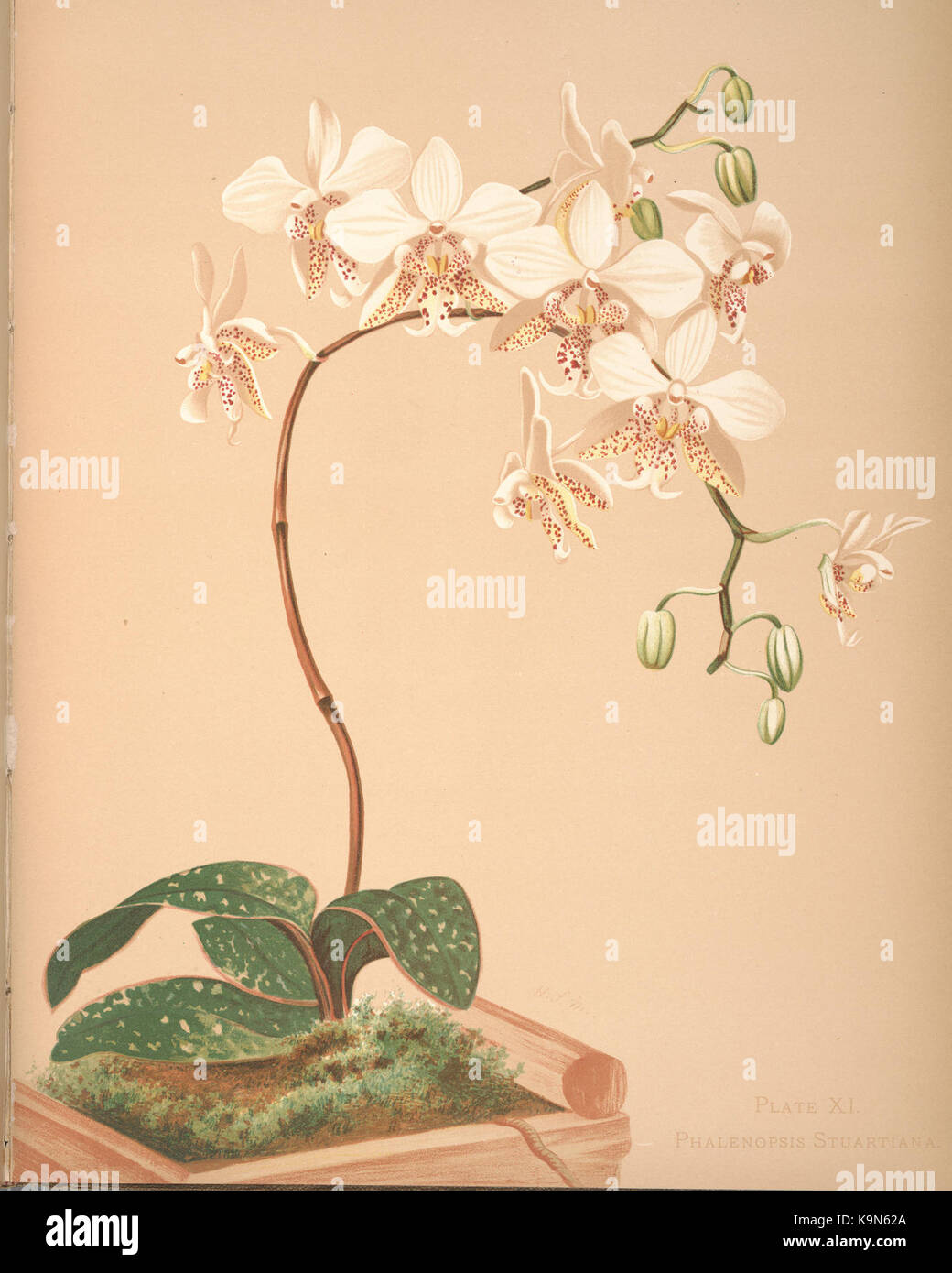 Orchids (PLATE XI) BHL36150229 Stock Photo - Alamy