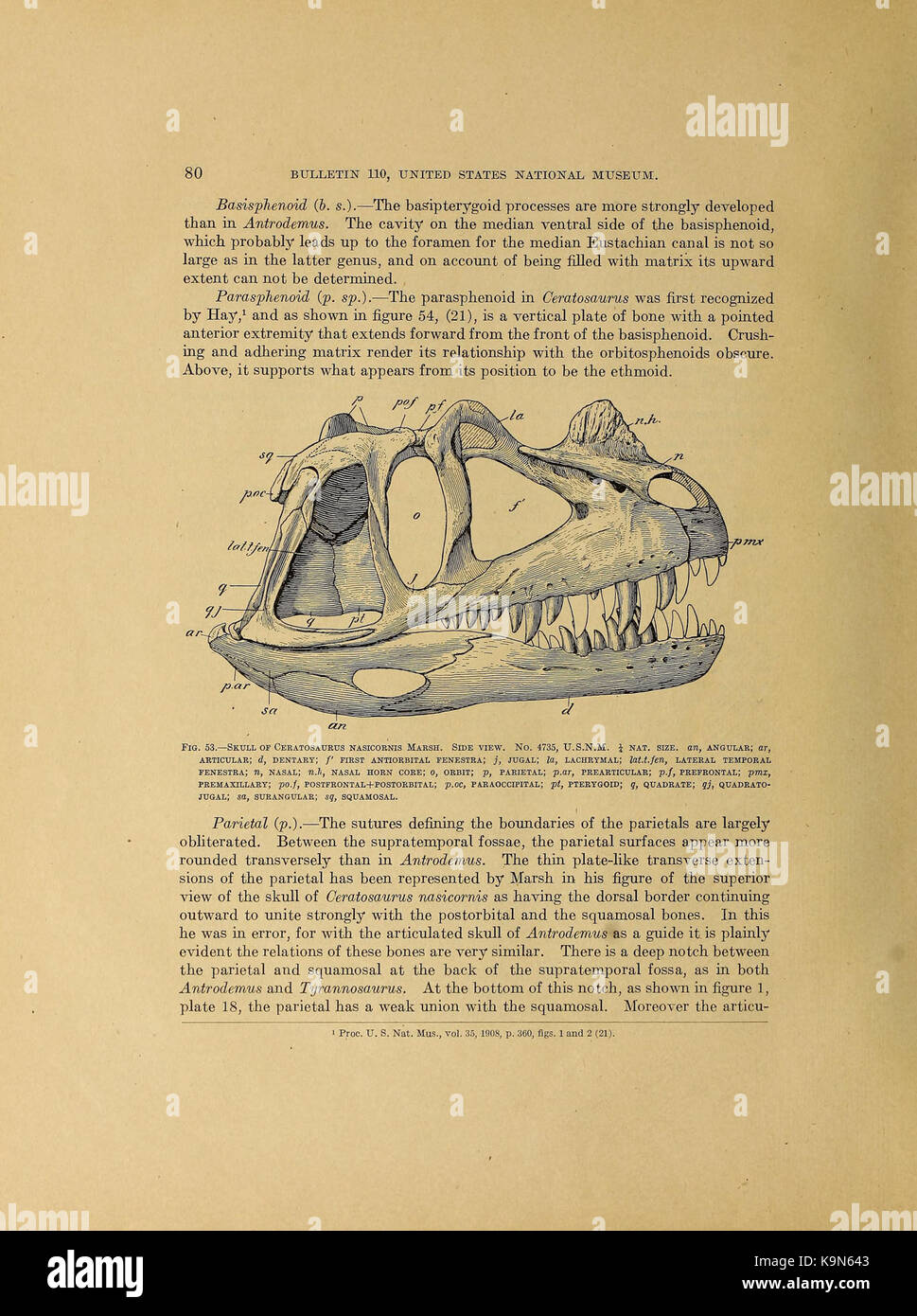 Osteology of the carnivorous Dinosauria in the United States National ...