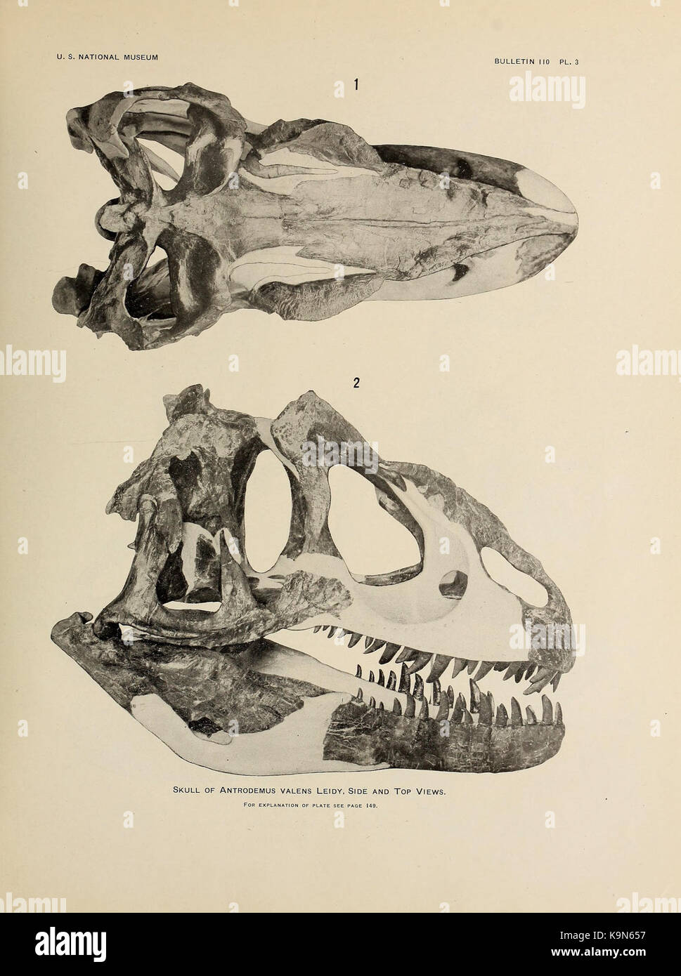 Osteology of the carnivorous Dinosauria in the United States National ...