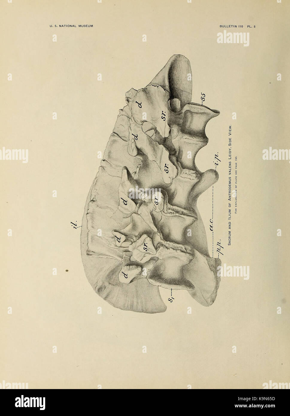 A detailed examination of the osteological features of carnivorous ...