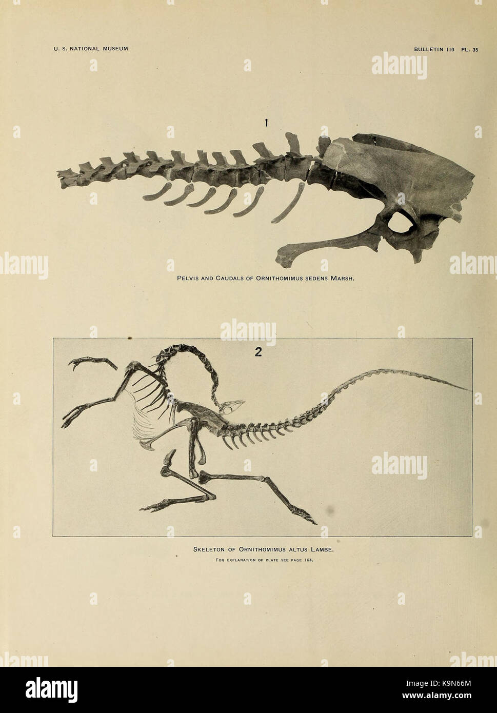 Osteology of the carnivorous Dinosauria in the United States National ...