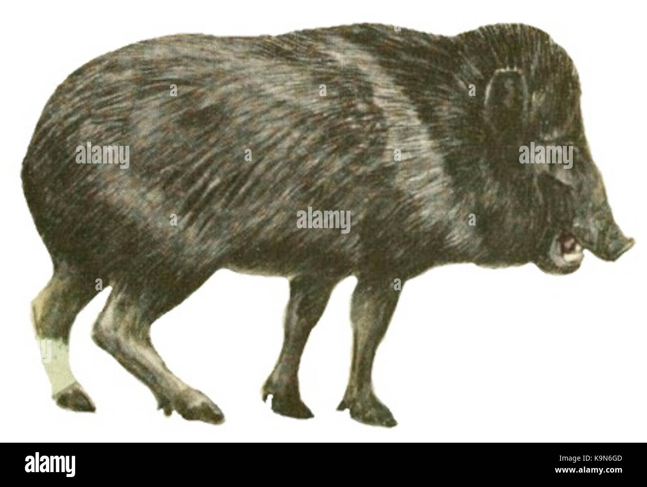 Pecari tajacu white background Stock Photo - Alamy