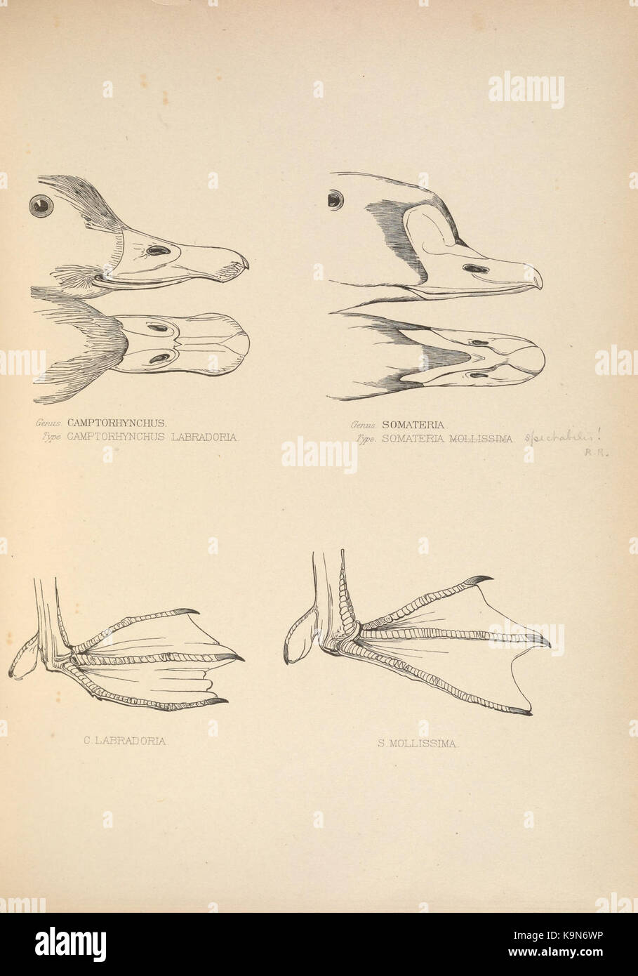 Ornithological taxonomy hi-res stock photography and images - Alamy