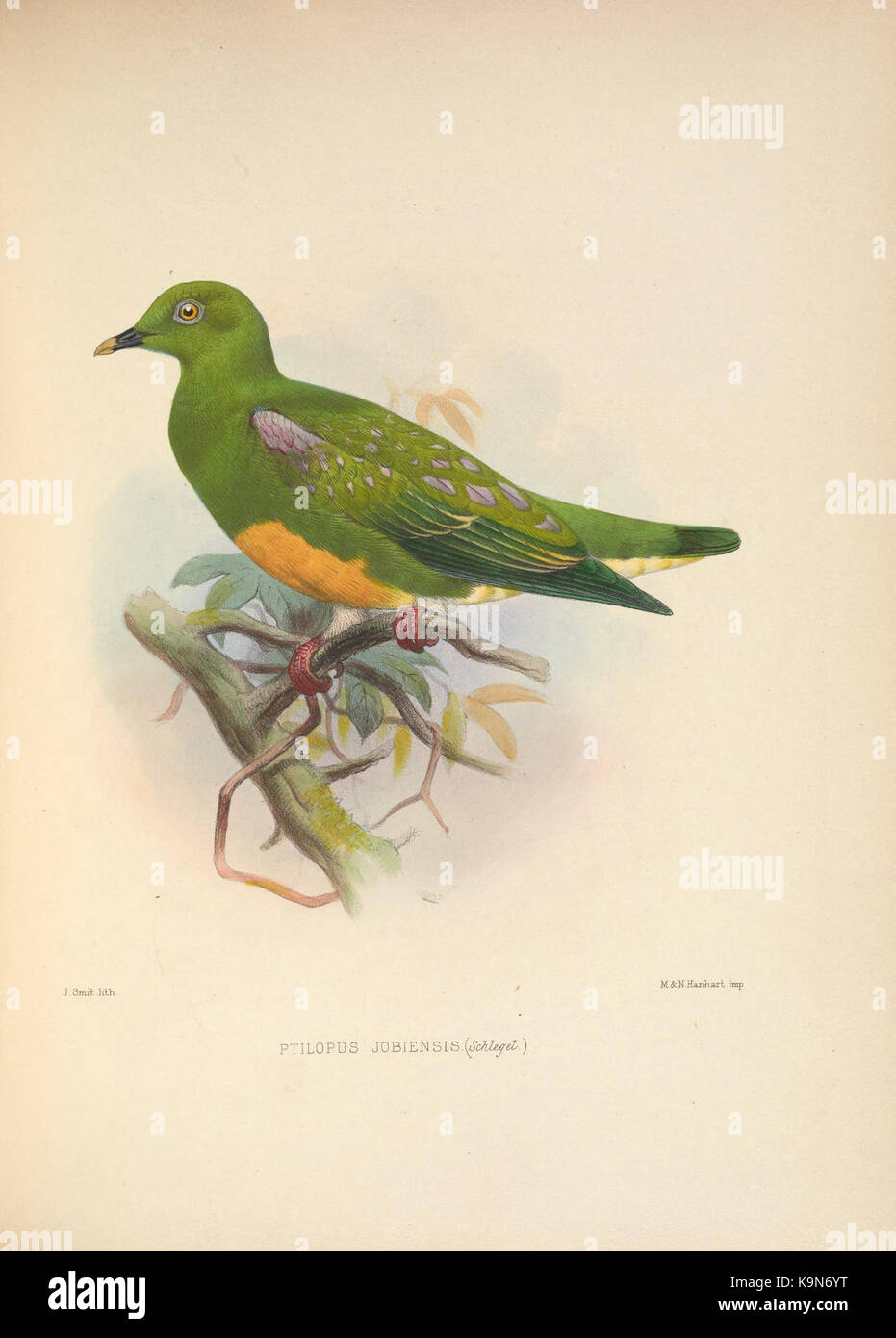 Ornithological classification hi-res stock photography and images - Alamy