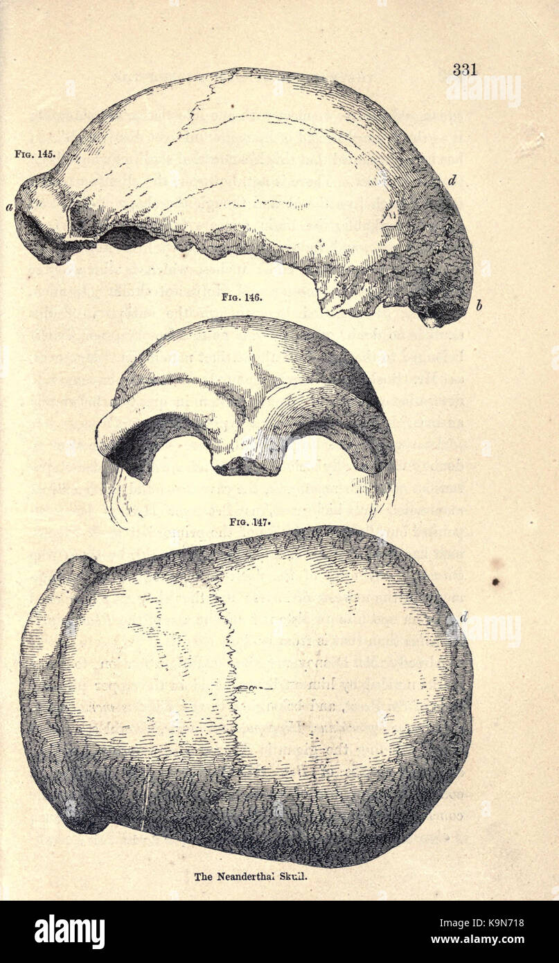 Pre Historic Times Page 331 Bhl34708823 Stock Photo Alamy