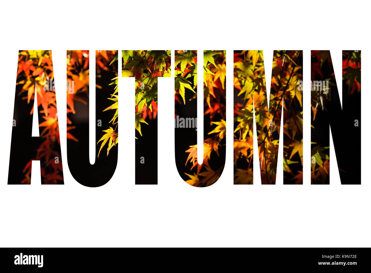 Word AUTUMN over tree branch with autumn leaves. Autumn background ...