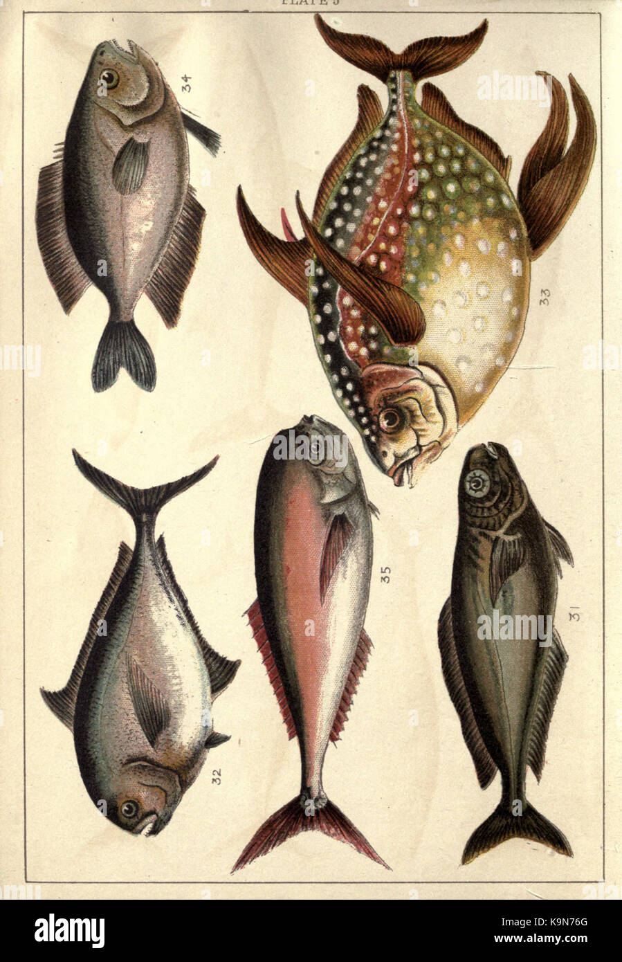 Our country's fishes and how to know them (Plate 5) BHL20965795 Stock ...
