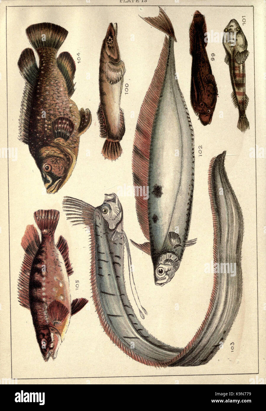 Our country's fishes and how to know them (Plate 13) BHL20965811 Stock ...