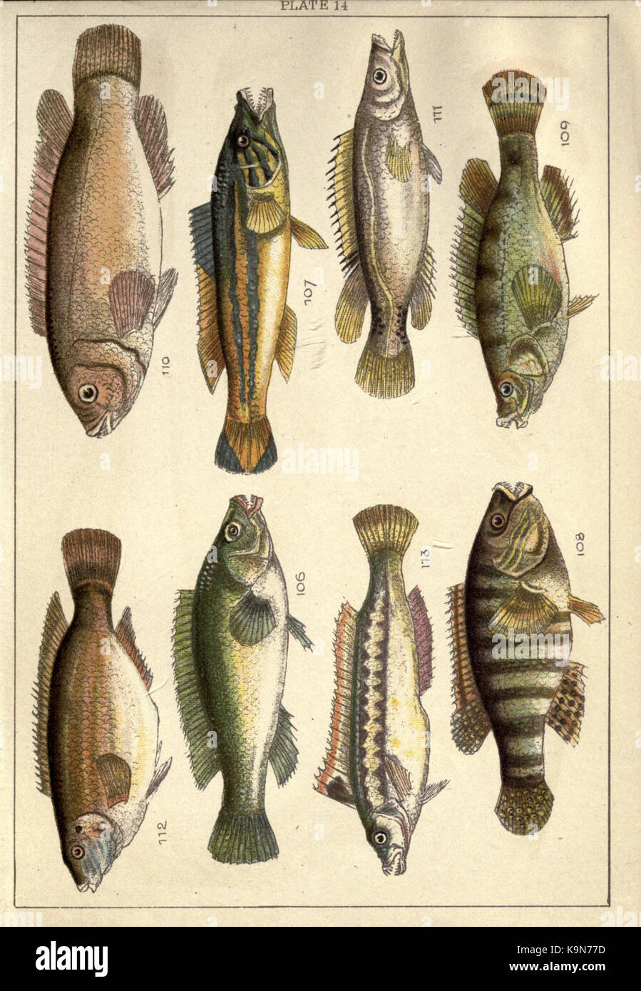 Our country's fishes and how to know them (Plate 14) BHL20965812 Stock ...