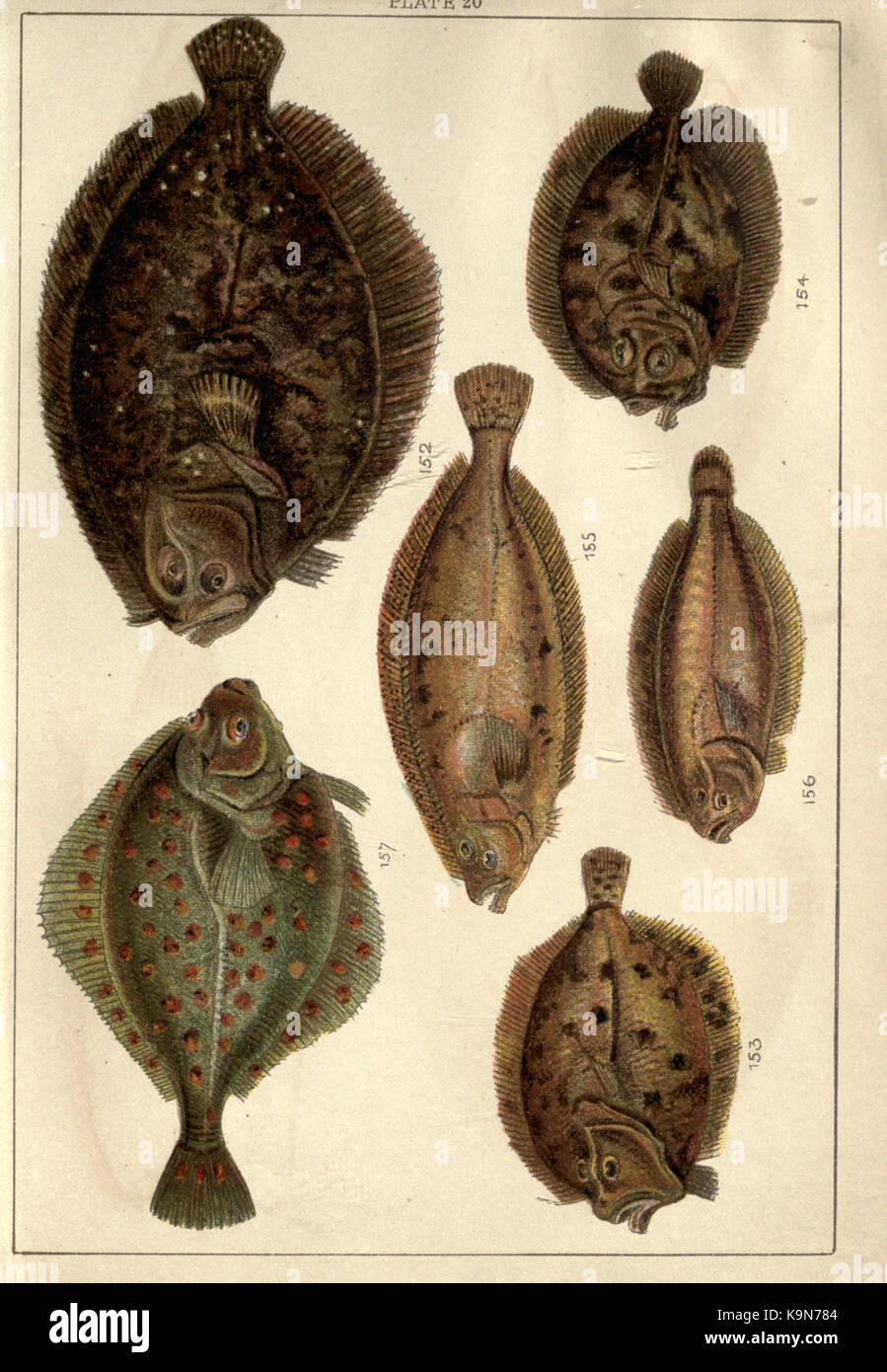 Our country's fishes and how to know them (Plate 20) BHL20965822 Stock ...