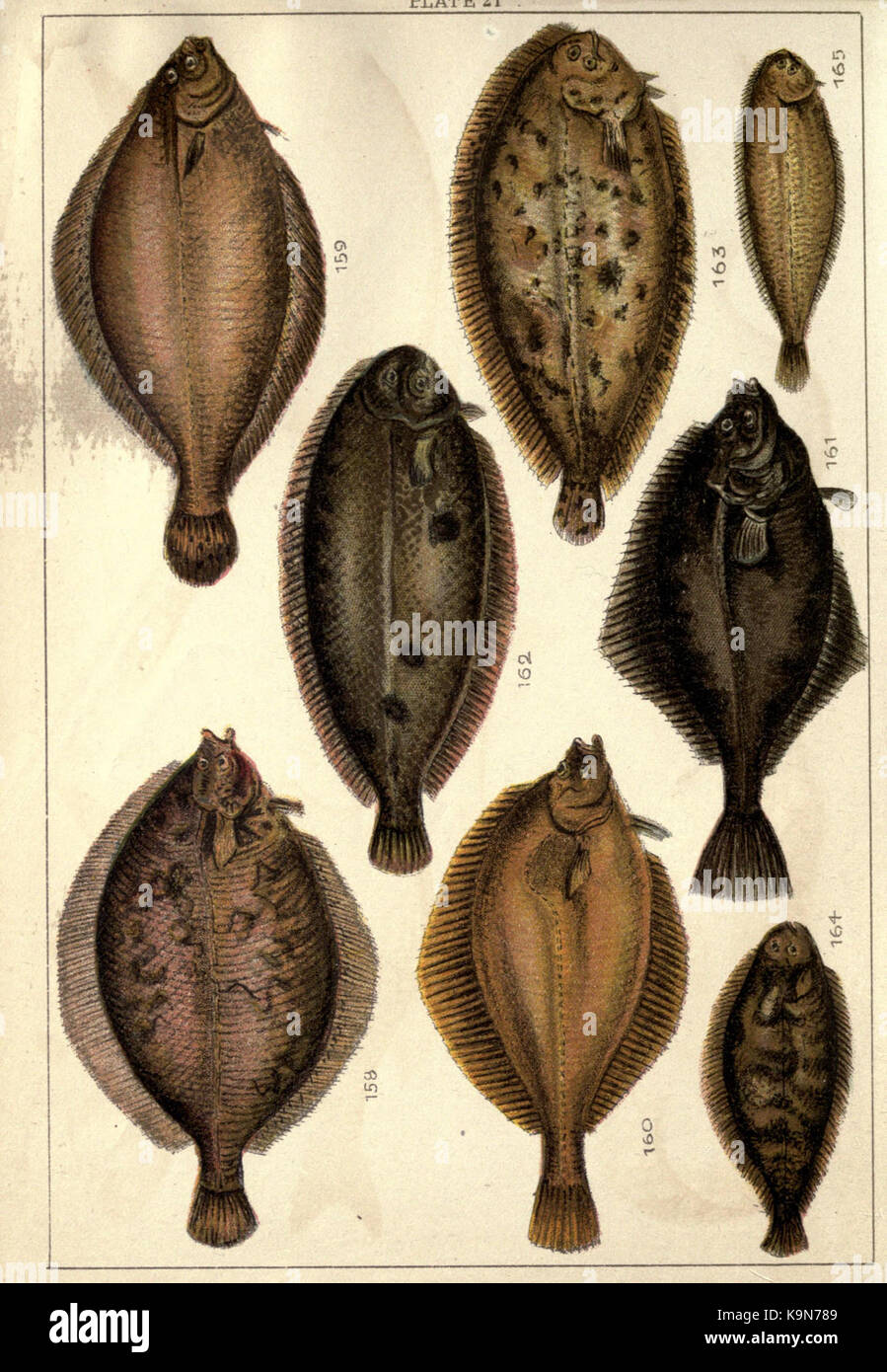Our country's fishes and how to know them (Plate 21) BHL20965825 Stock ...