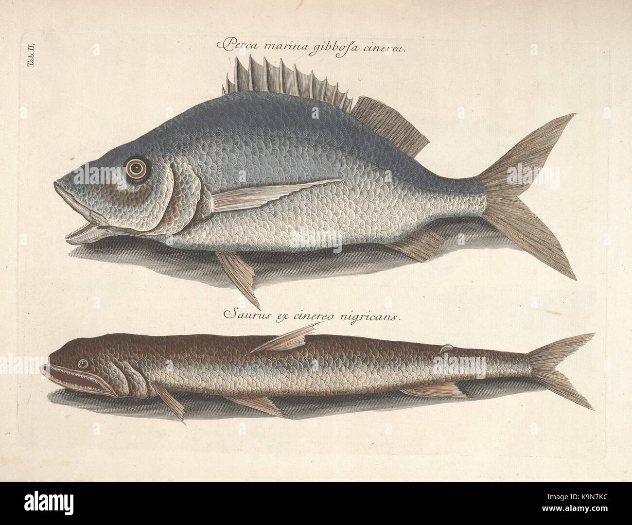 A historical illustration showing fish, snakes, insects, and other ...