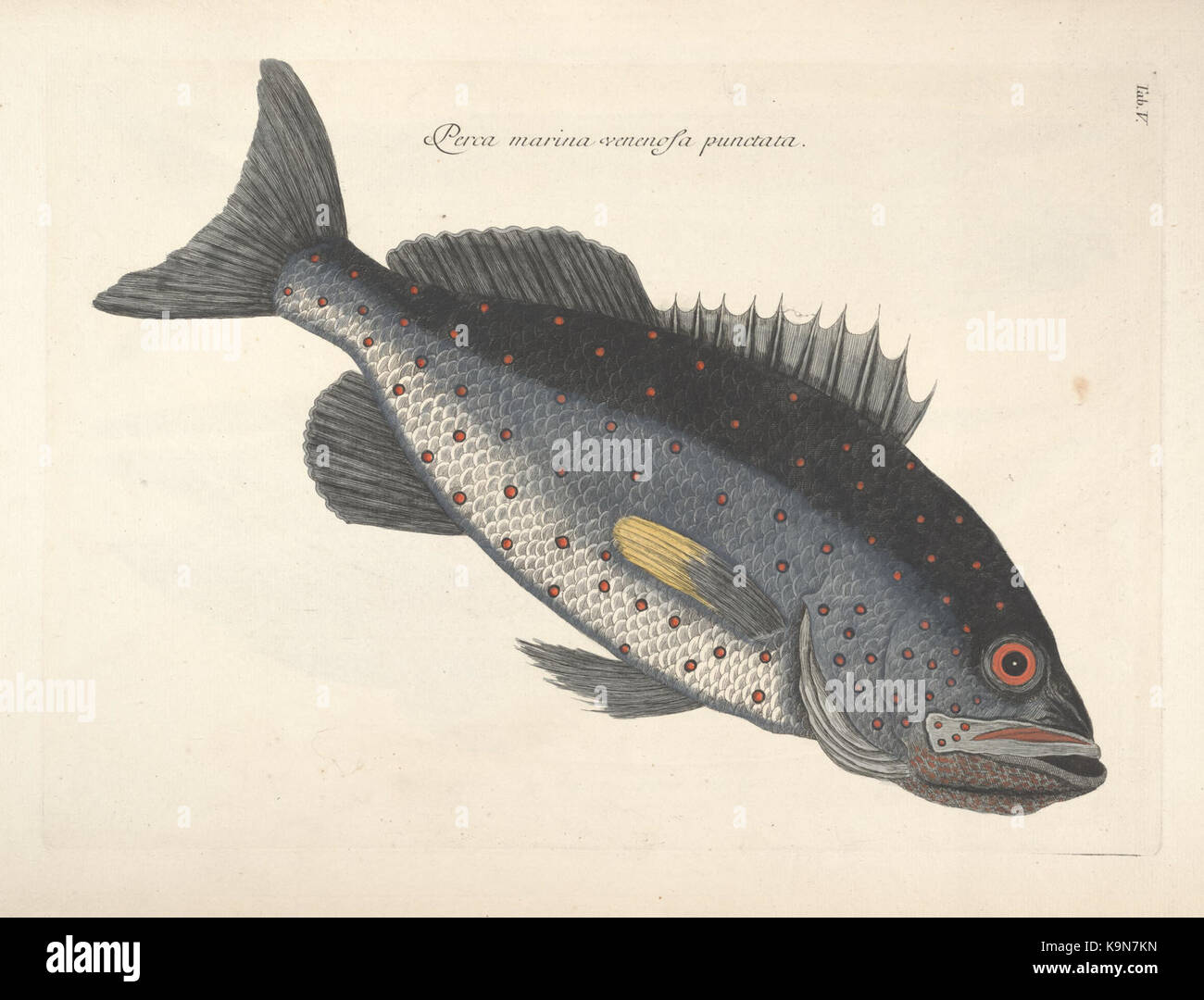 Piscium, serpentum, insectorum, aliorumque nonnullorum animalum nec non ...