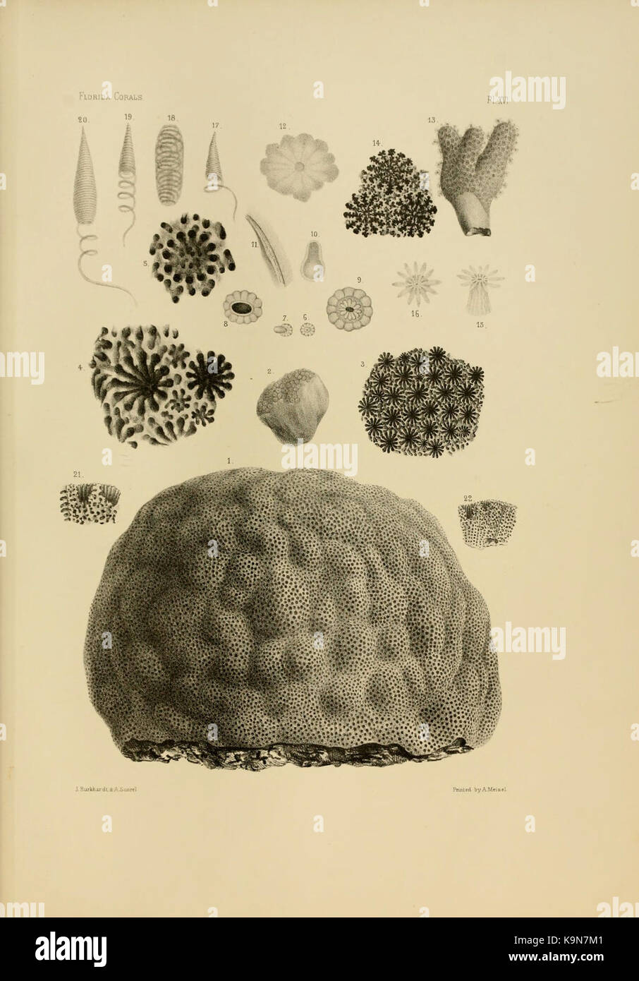 Map of coral reefs hi-res stock photography and images - Alamy