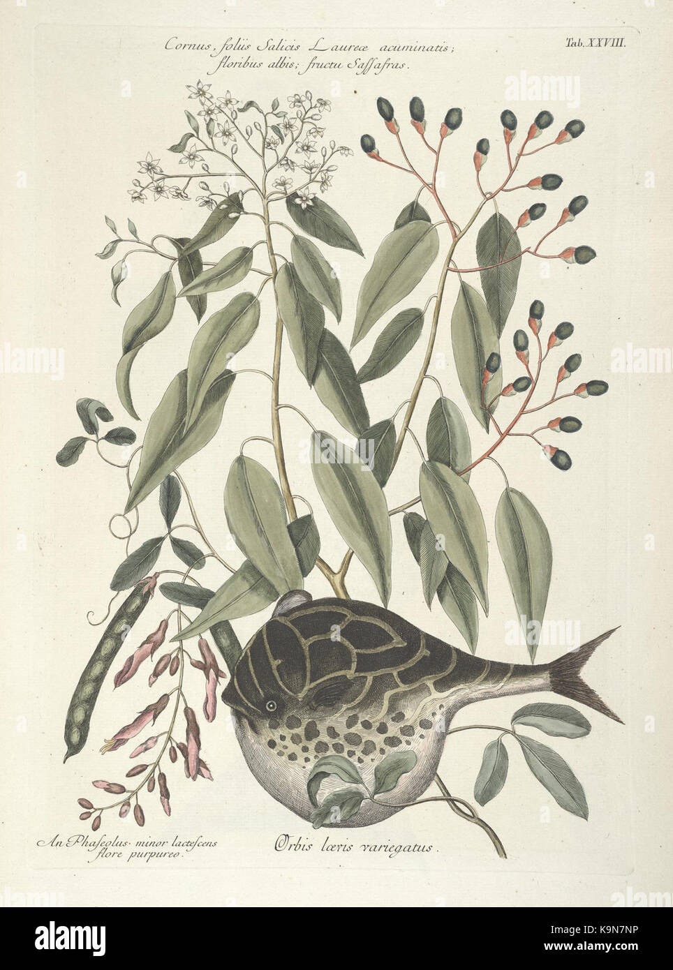 Piscium, serpentum, insectorum, aliorumque nonnullorum animalum nec non ...