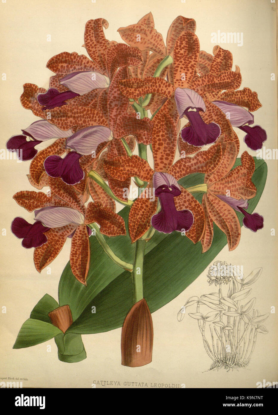 R. Warner & B.S. Williams The Orchid Album volume 01 plate 016 (1882 ...