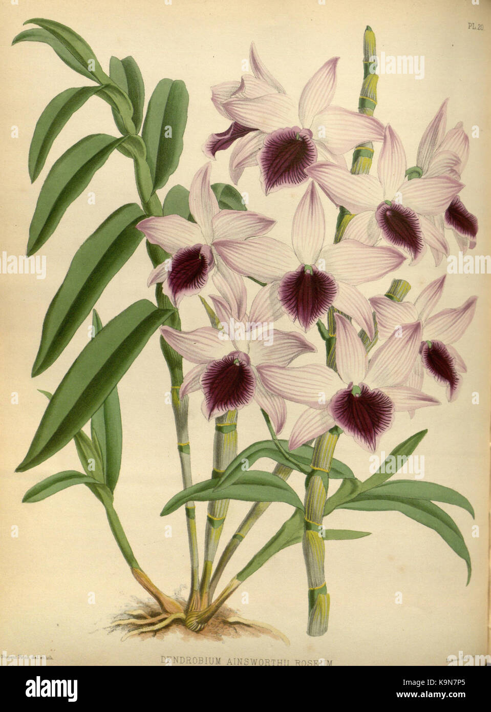 R. Warner & B.S. Williams The Orchid Album volume 01 plate 020 (1882 ...