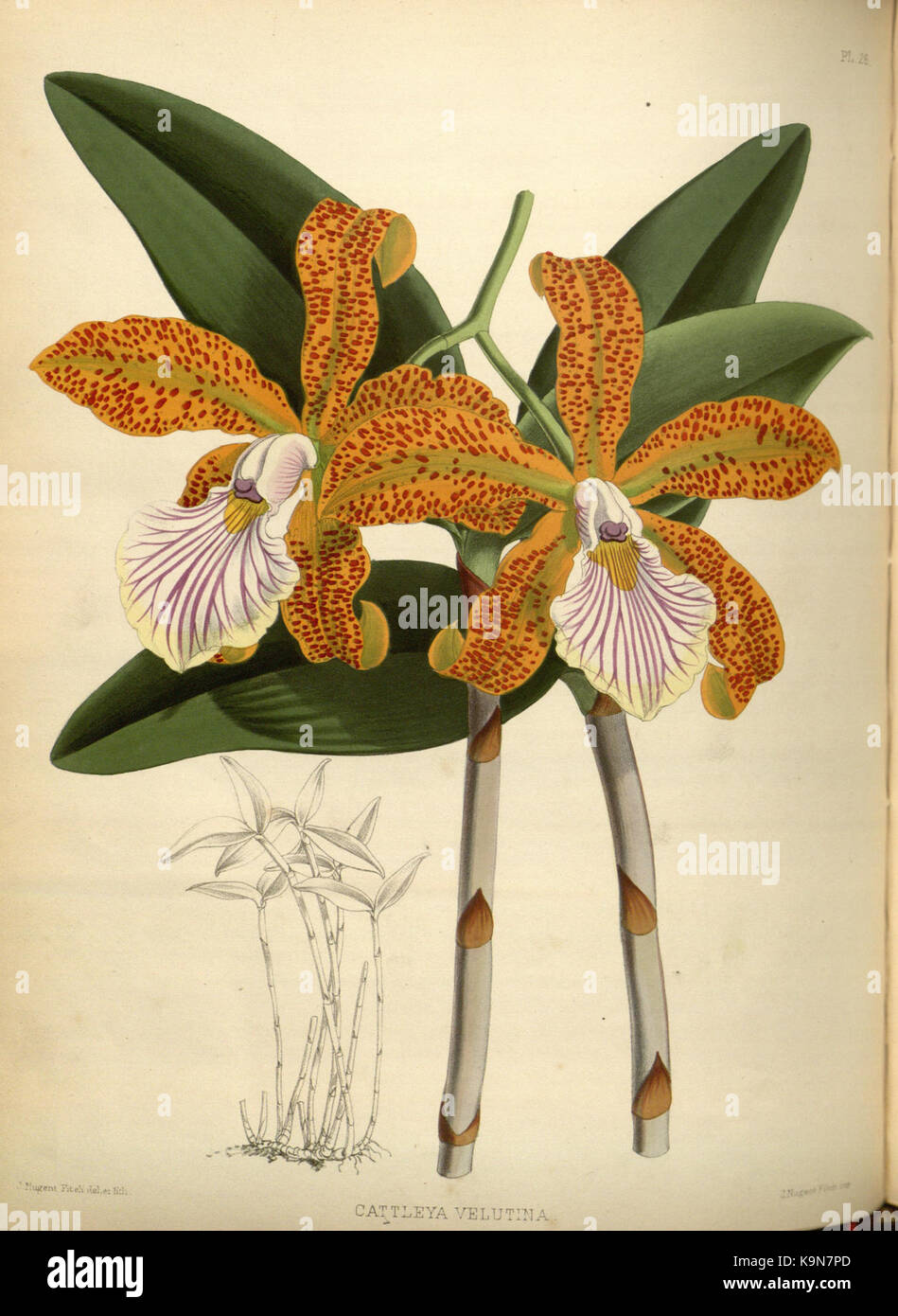R. Warner & B.S. Williams The Orchid Album volume 01 plate 026 (1882 ...