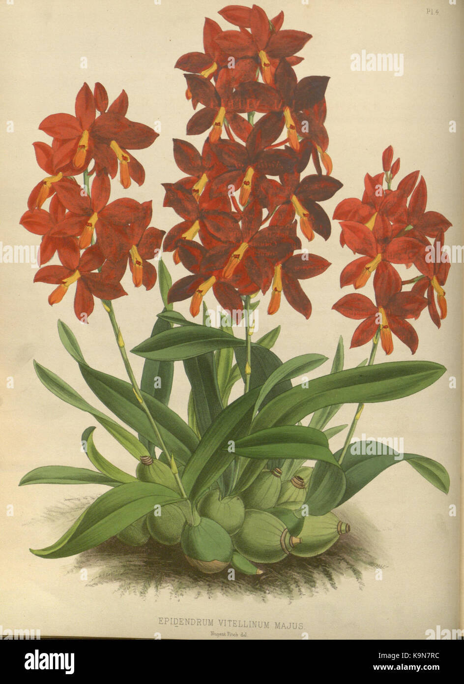 R. Warner & B.S. Williams The Orchid Album volume 01 plate 004 (1882 ...